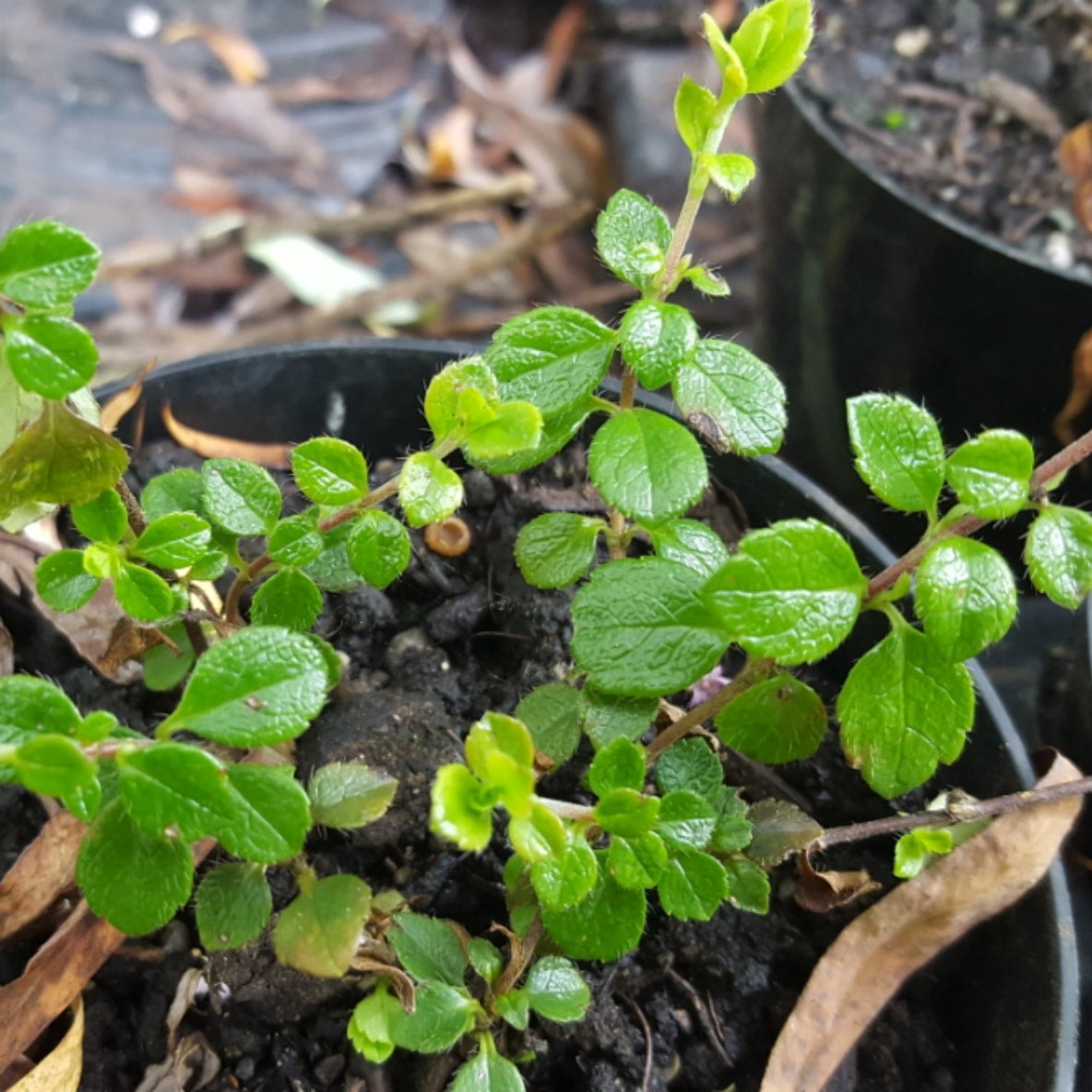 Linnaea borealis - Twinflower | Johann's Garden - A Specialty Plant Nursery