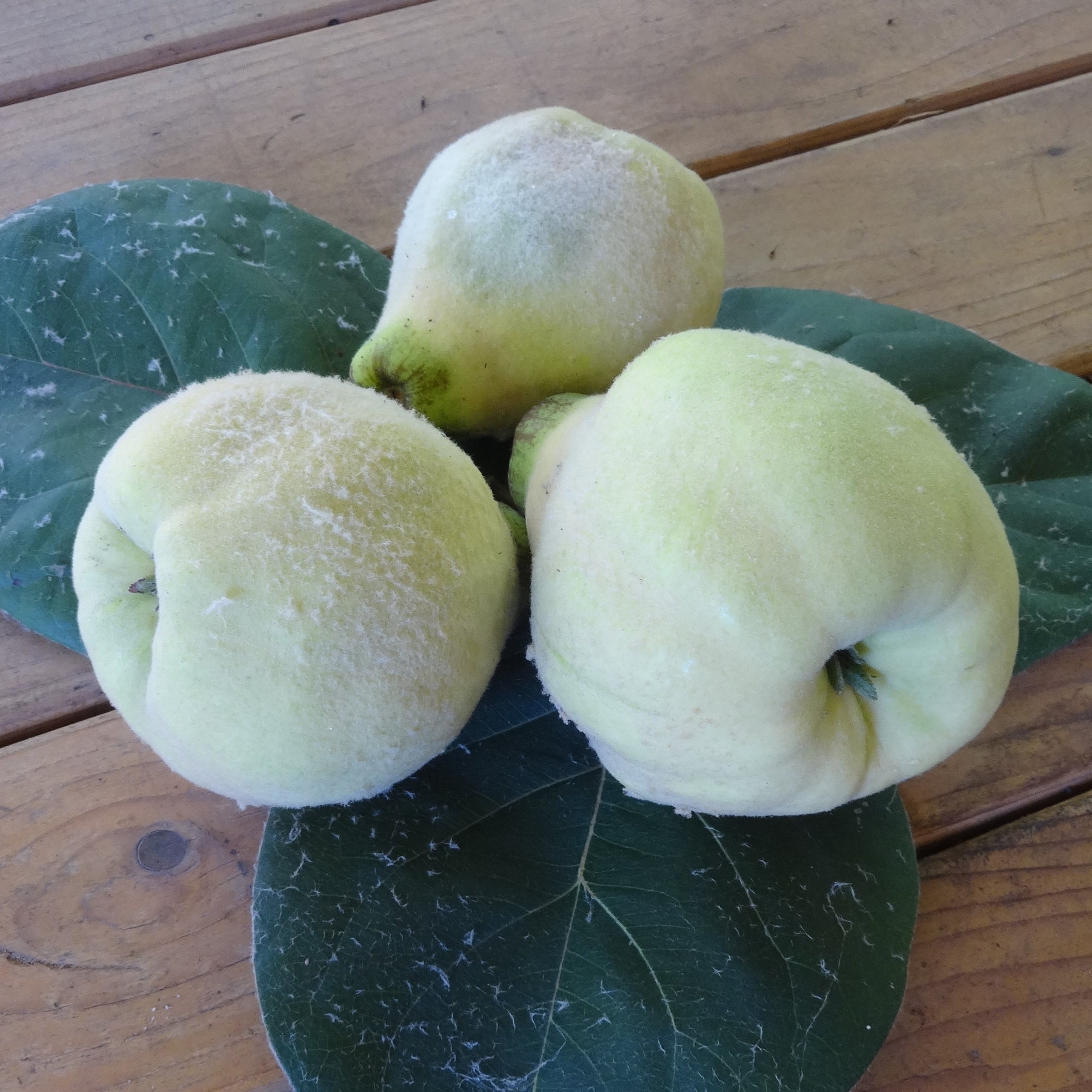 Cydonia oblonga 'Meech's Prolific' - Quince (own-root), Айва | Johann's ...
