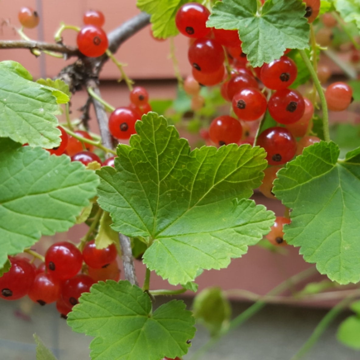 Ribes rubrum 'Jonkheer Van Tets' - Red Currant | Johann's Garden - A ...