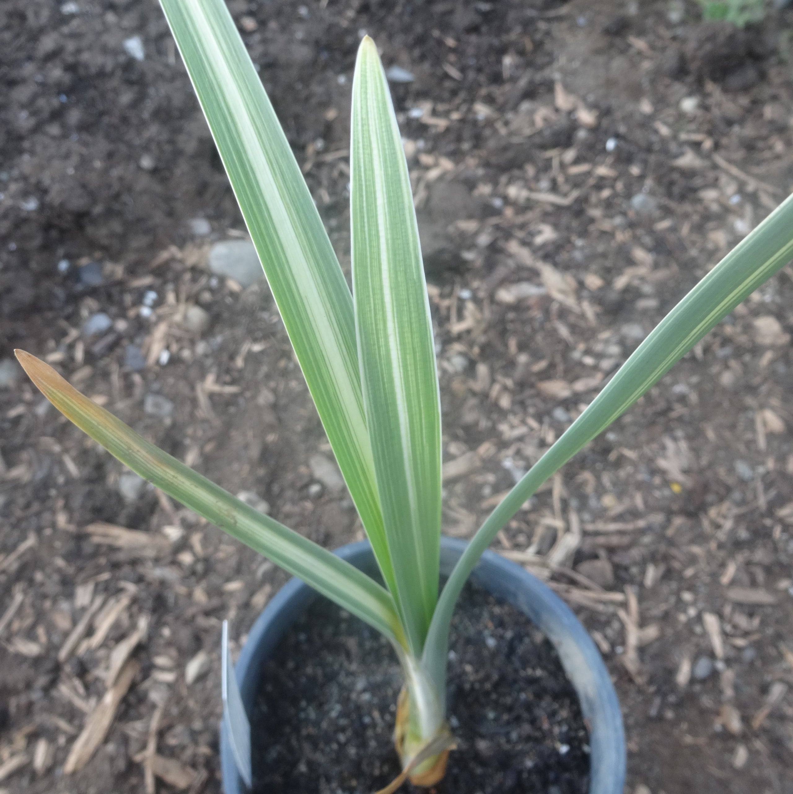 Typha latifolia 'Variegata' - Variegated Broadleaf Cattail, Espadaña ...