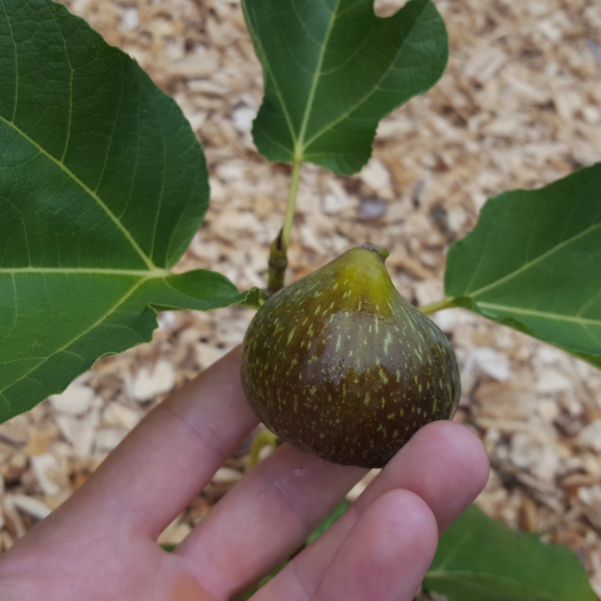 Ficus carica 'Black Zadar' - Fig Tree | Johann's Garden - A Specialty ...