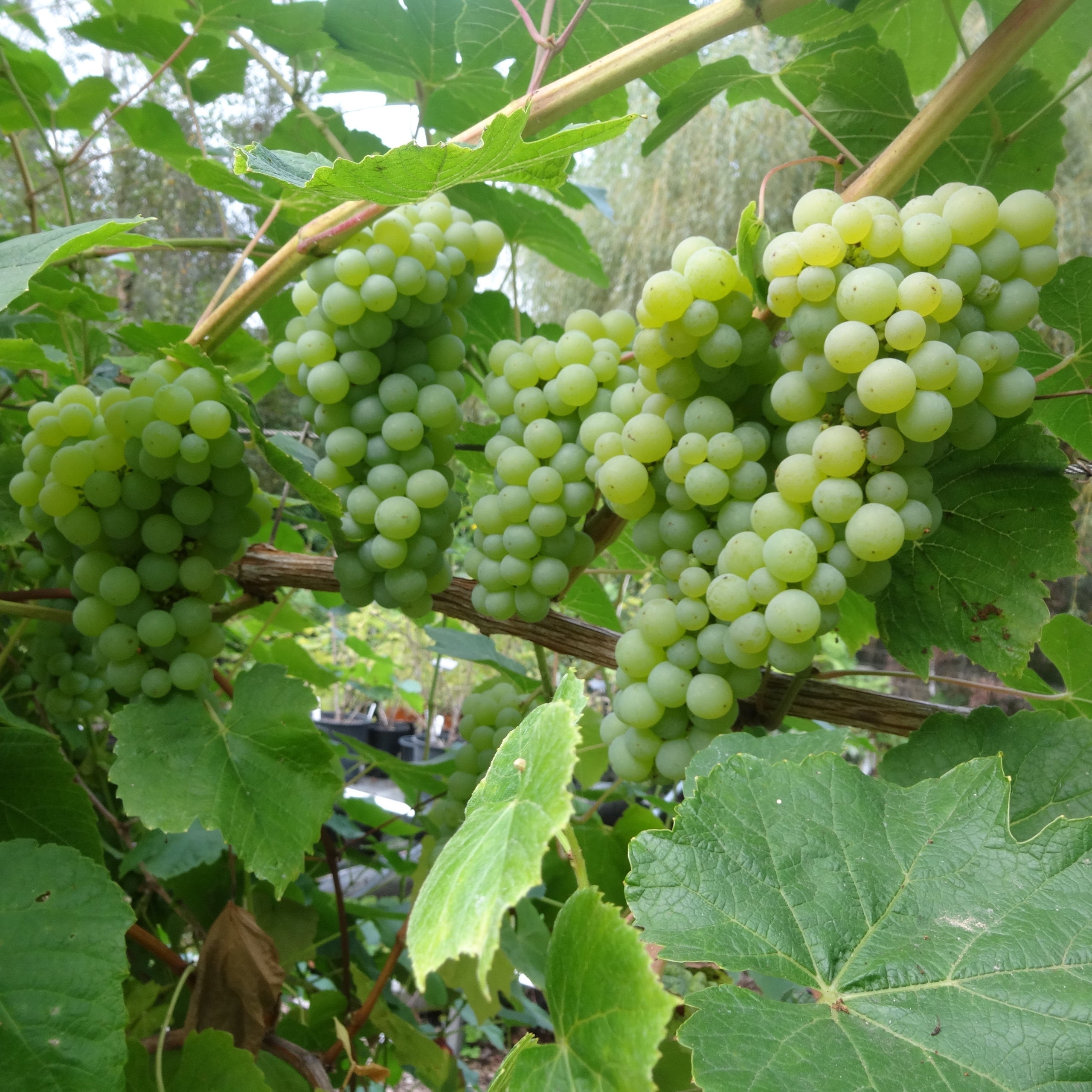 Vitis labrusca × vinifera 'Niagara' - Grape, Seedless Green | Johann's ...