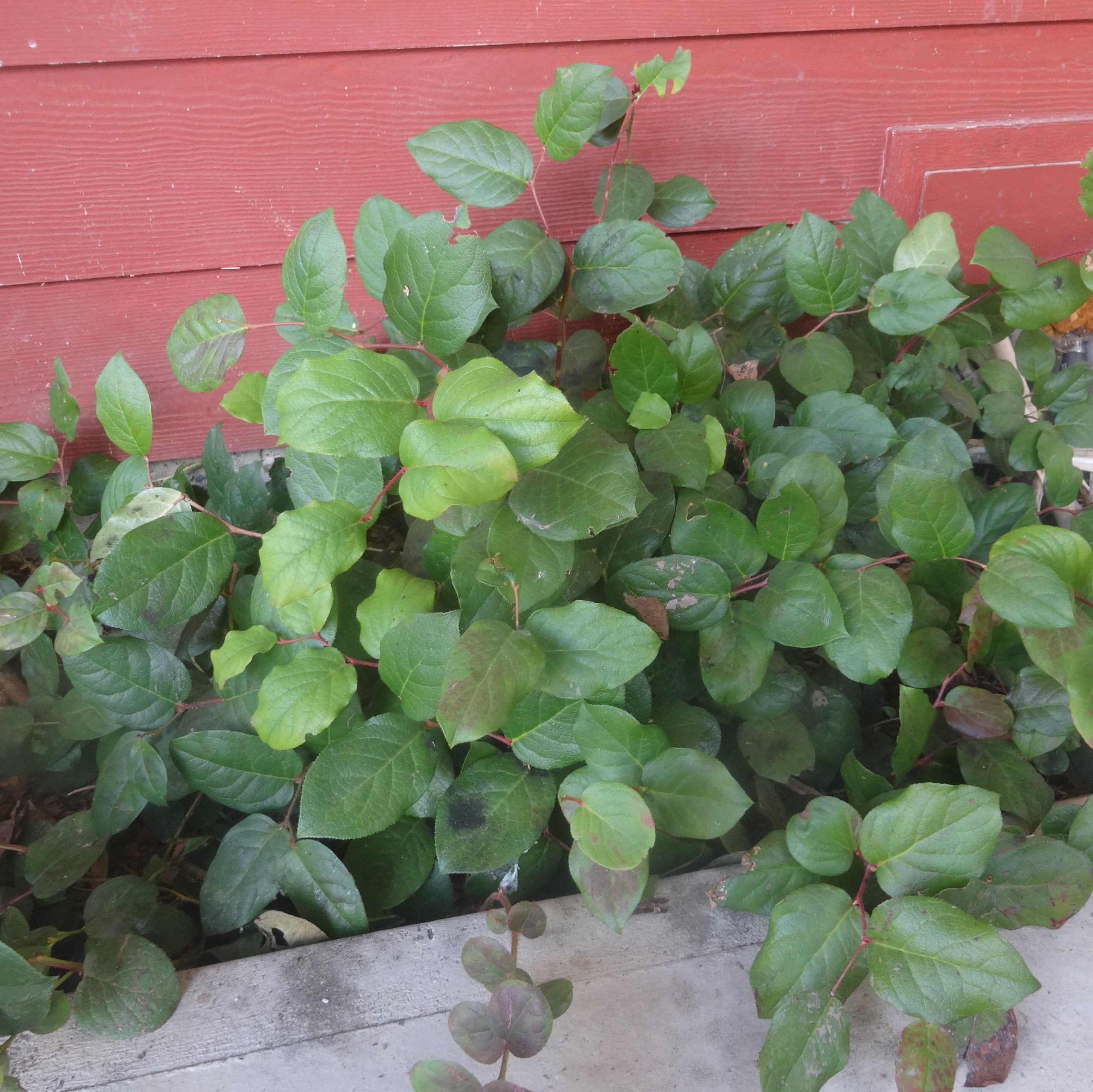 Gaultheria shallon - Salal, t’aqaʔac | Johann's Garden - A Specialty ...