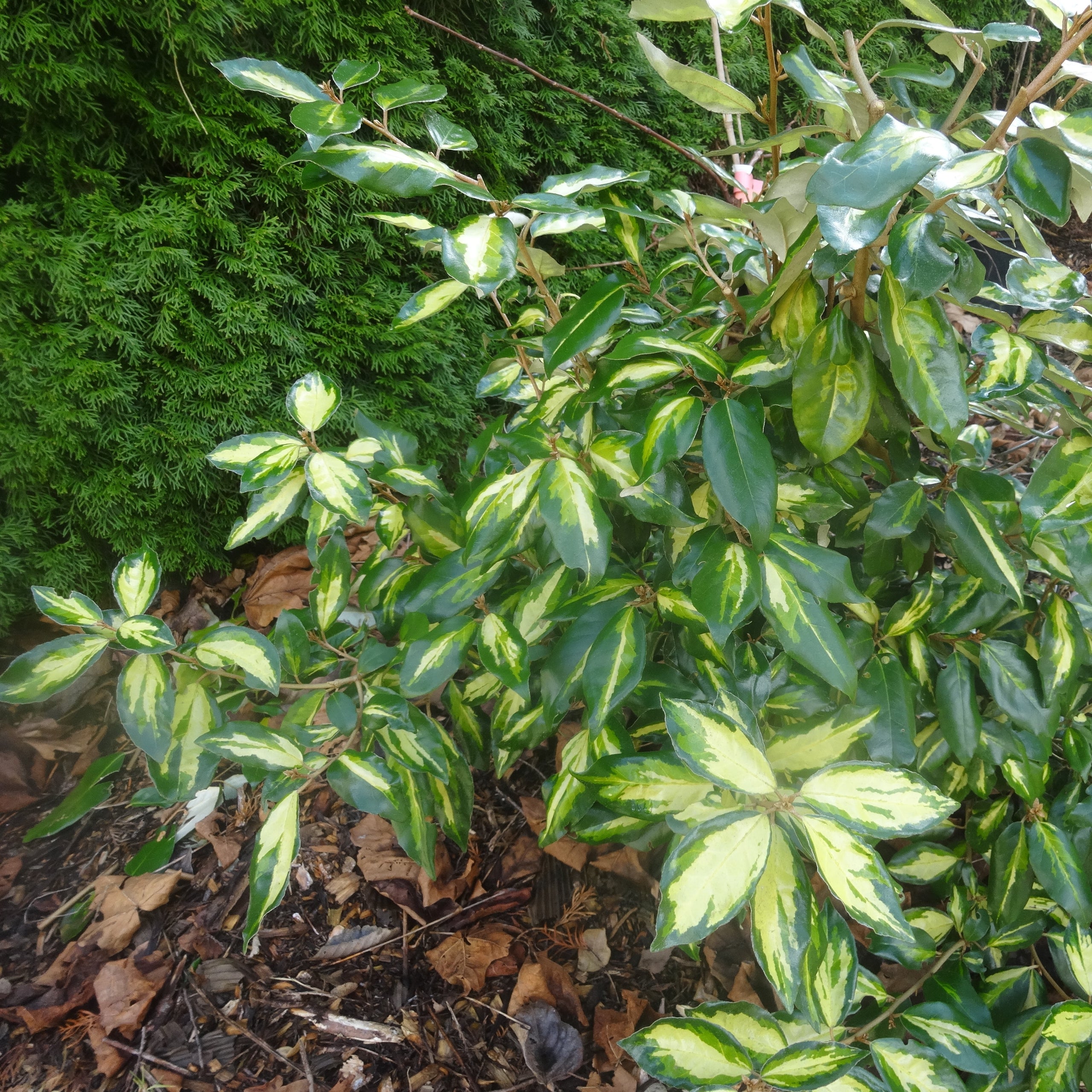 Elaeagnus pungens 'Maculata' - Golden Silverberry, 胡颓子, ナワシログミ | Johann ...