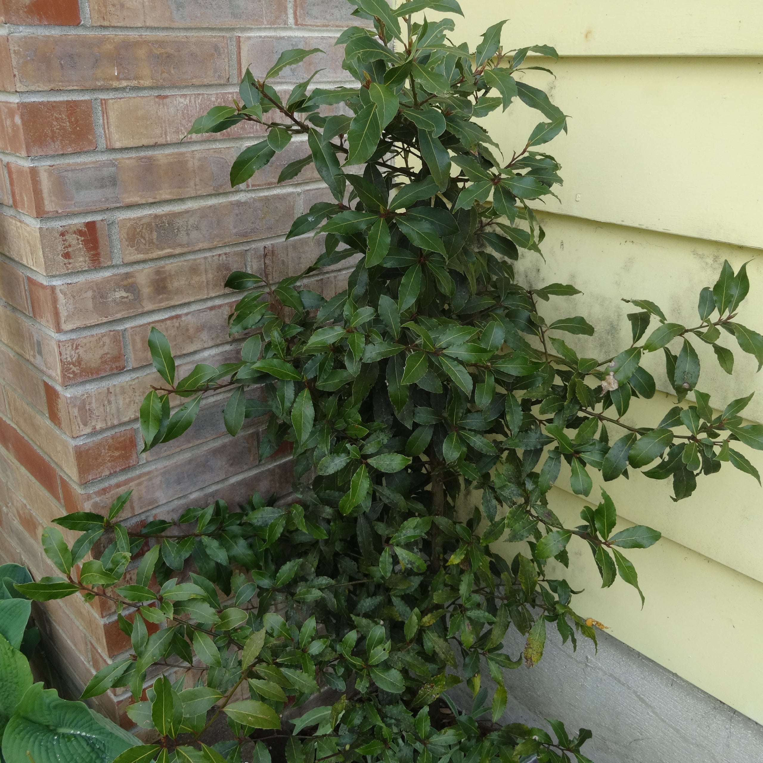 Laurus nobilis - Sweet Bay, Bay Laurel, δάφνη, | Johann's Garden - A ...