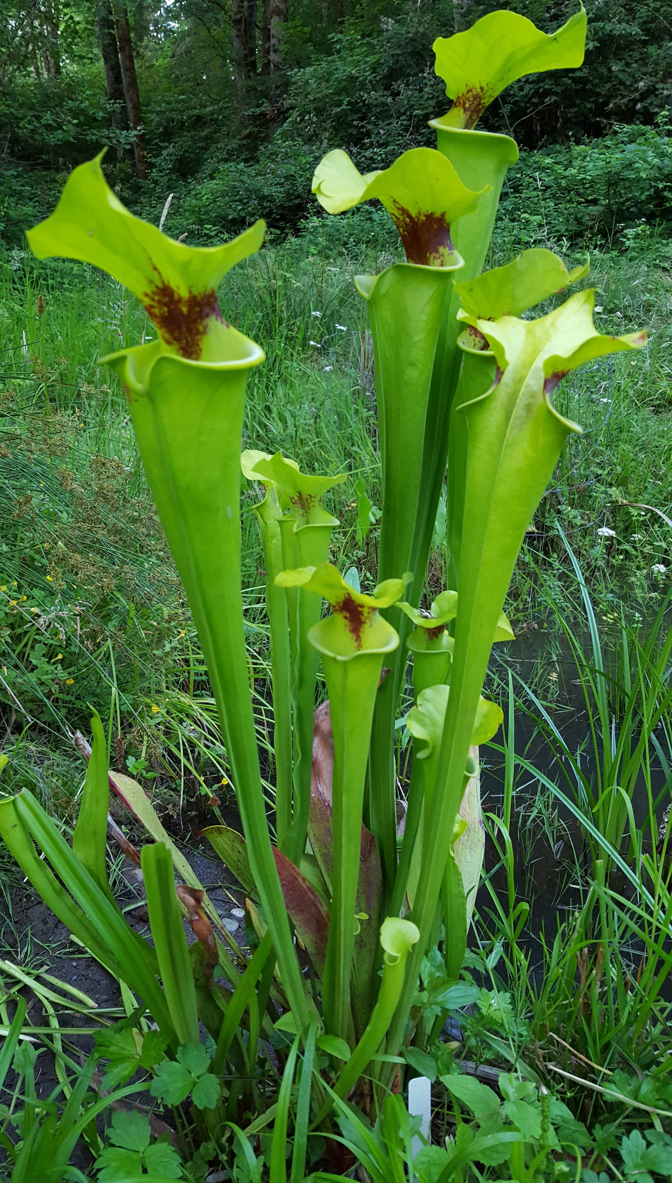 Sarracenia flava var. rugelii - Cutthroat Pitcher Plant | Johann's ...