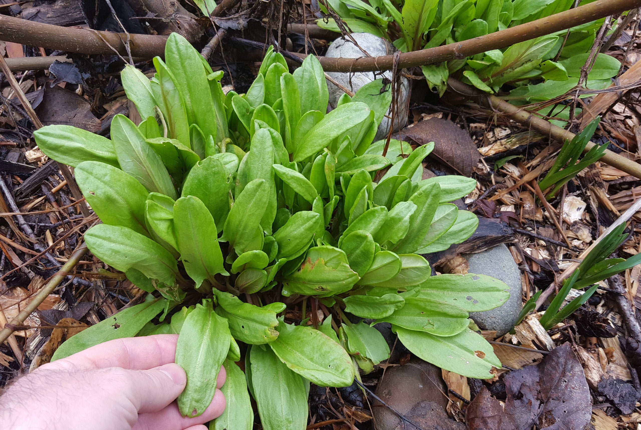 Rumex acetosa (perpetual type) - Garden Sorrel, Acedera, Oseille ...