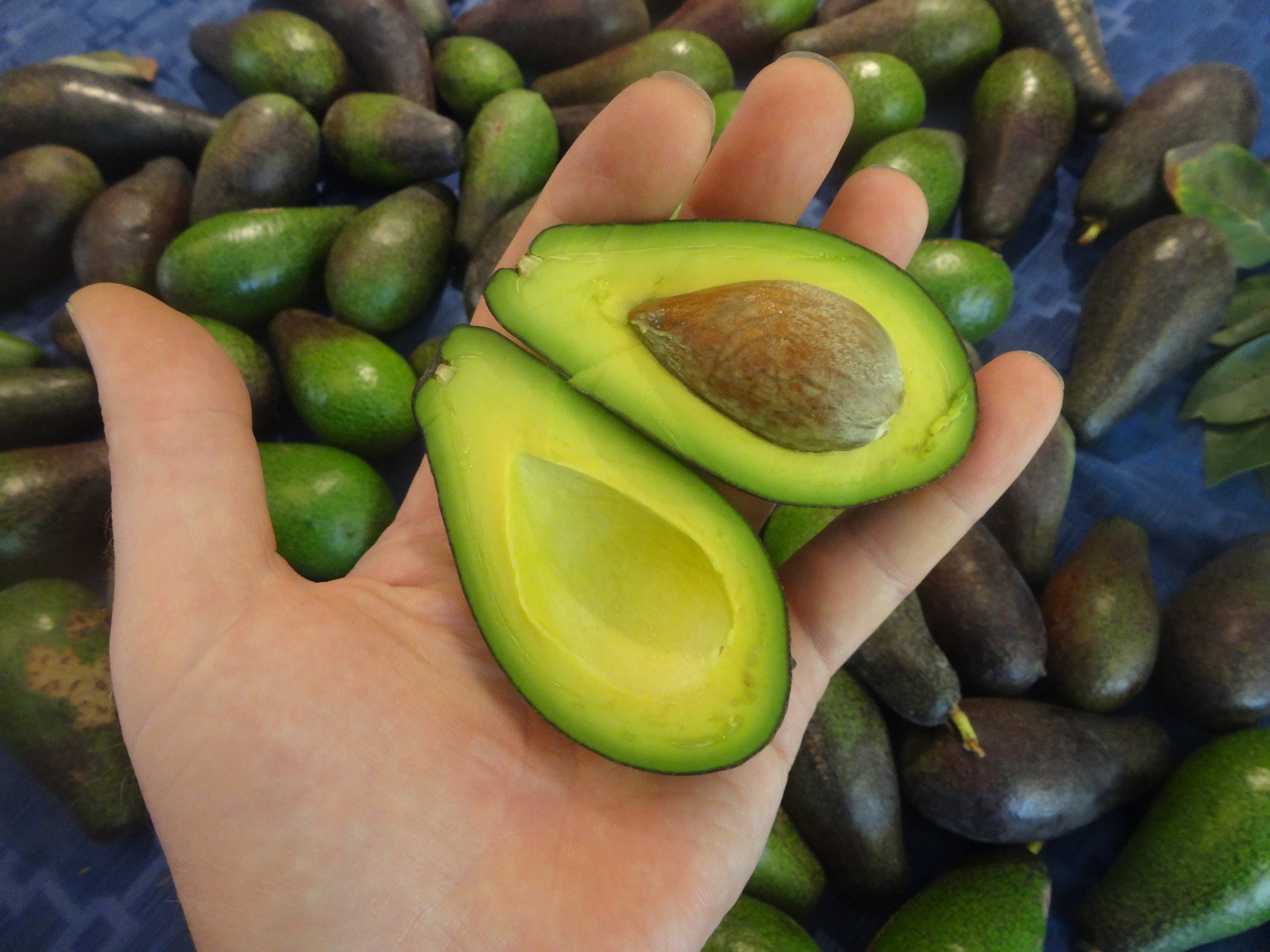 Persea americana infrasubsp. mexican - "Almost Hardy" Criollo Avocado ...