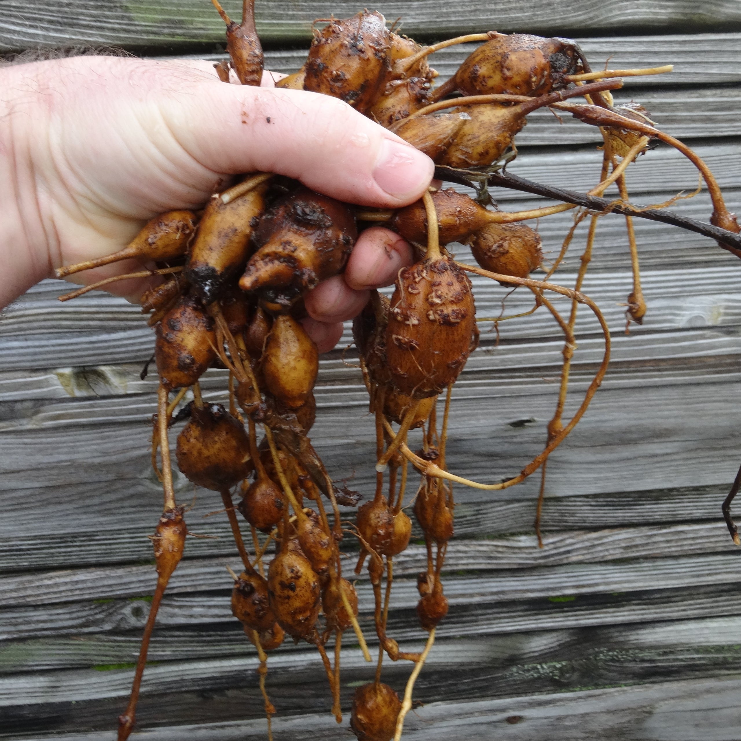 Apios americana 'Treasure' - Groundnut, Hopniss, アメリカホド, 아피오스 | Johann ...