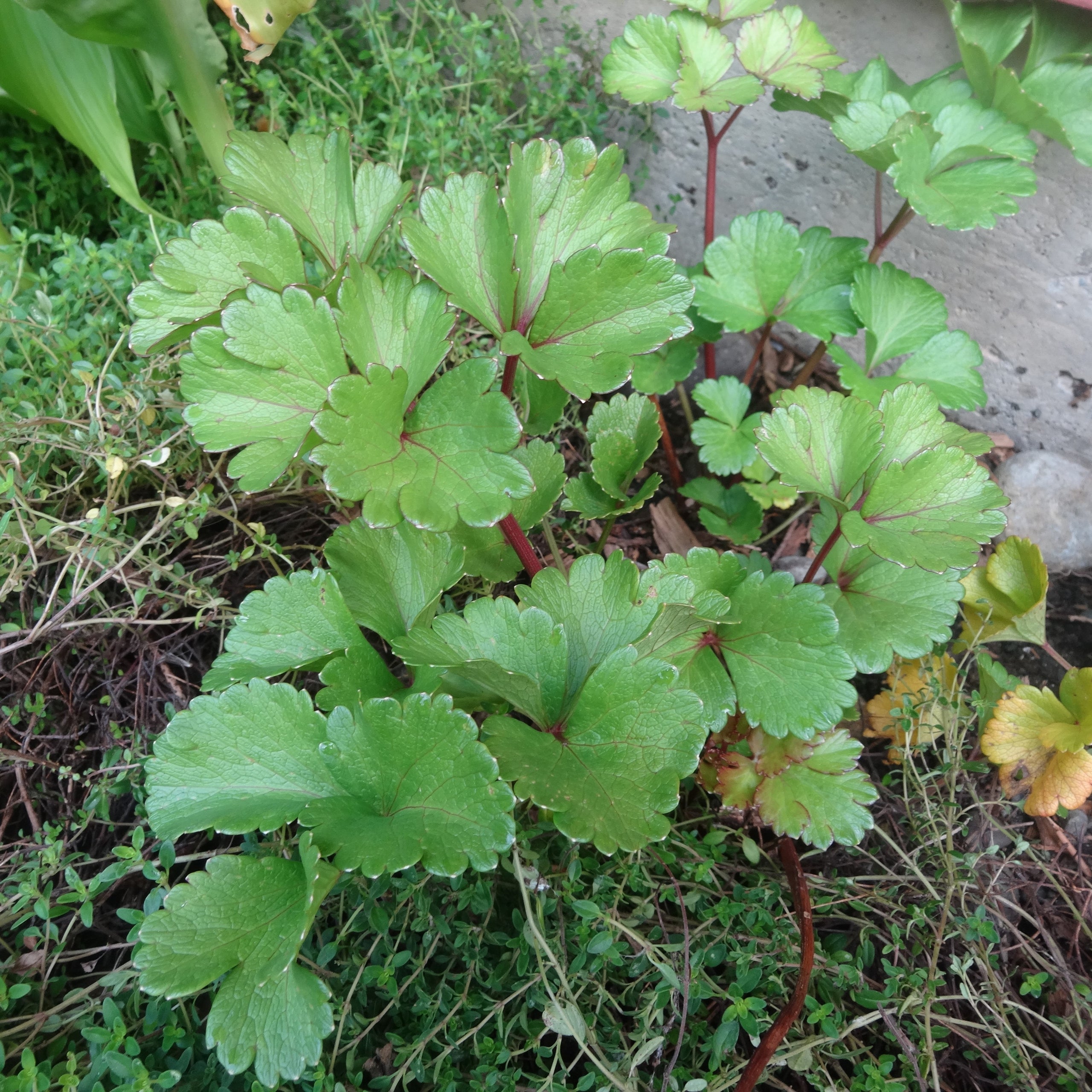 Ligusticum scoticum - Scots Lovage, Sea Lovage, Tukkaayuk, Persil de ...