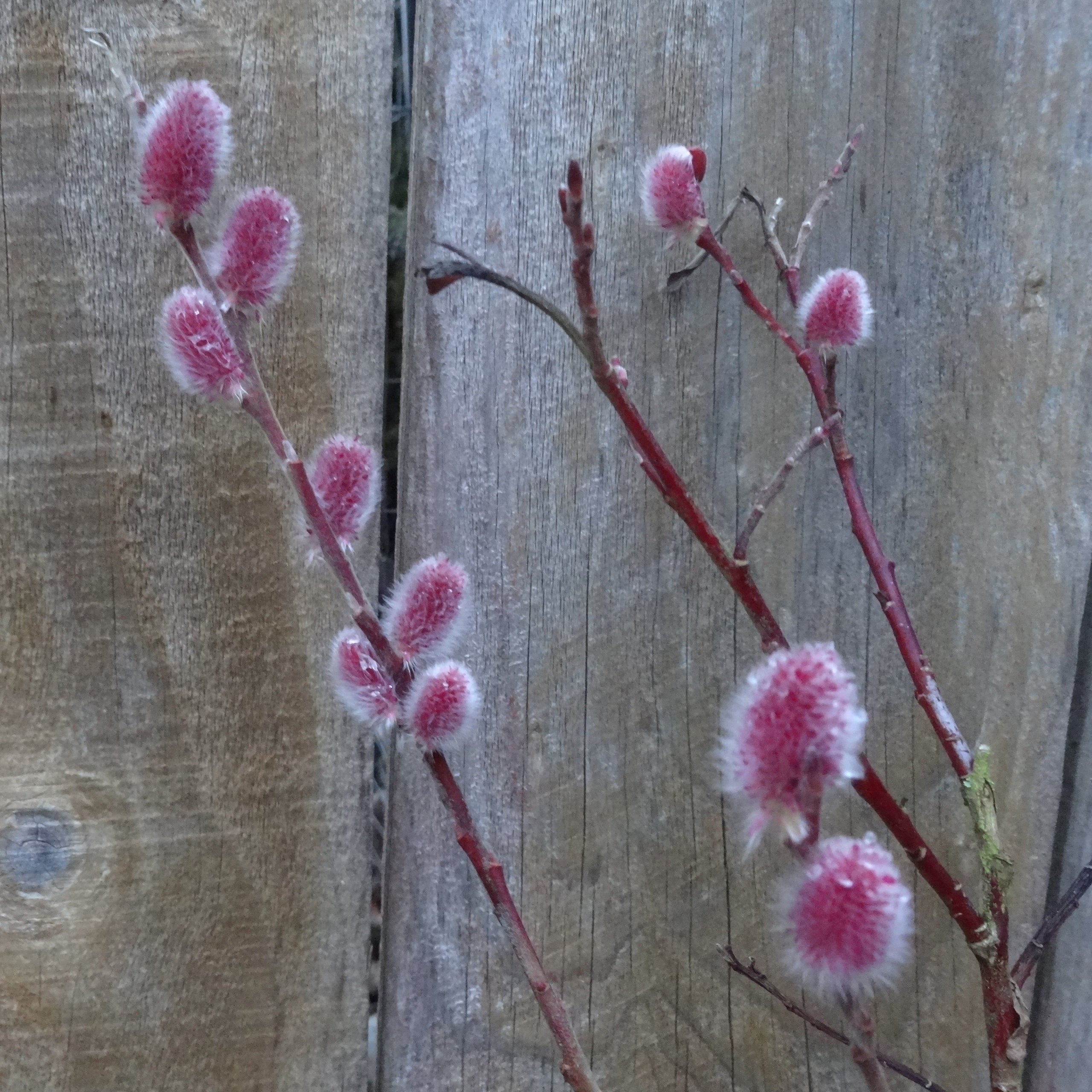 Salix gracilistyla 'Mt Aso' - Pink Flowered Pussy Willow | Johann's ...