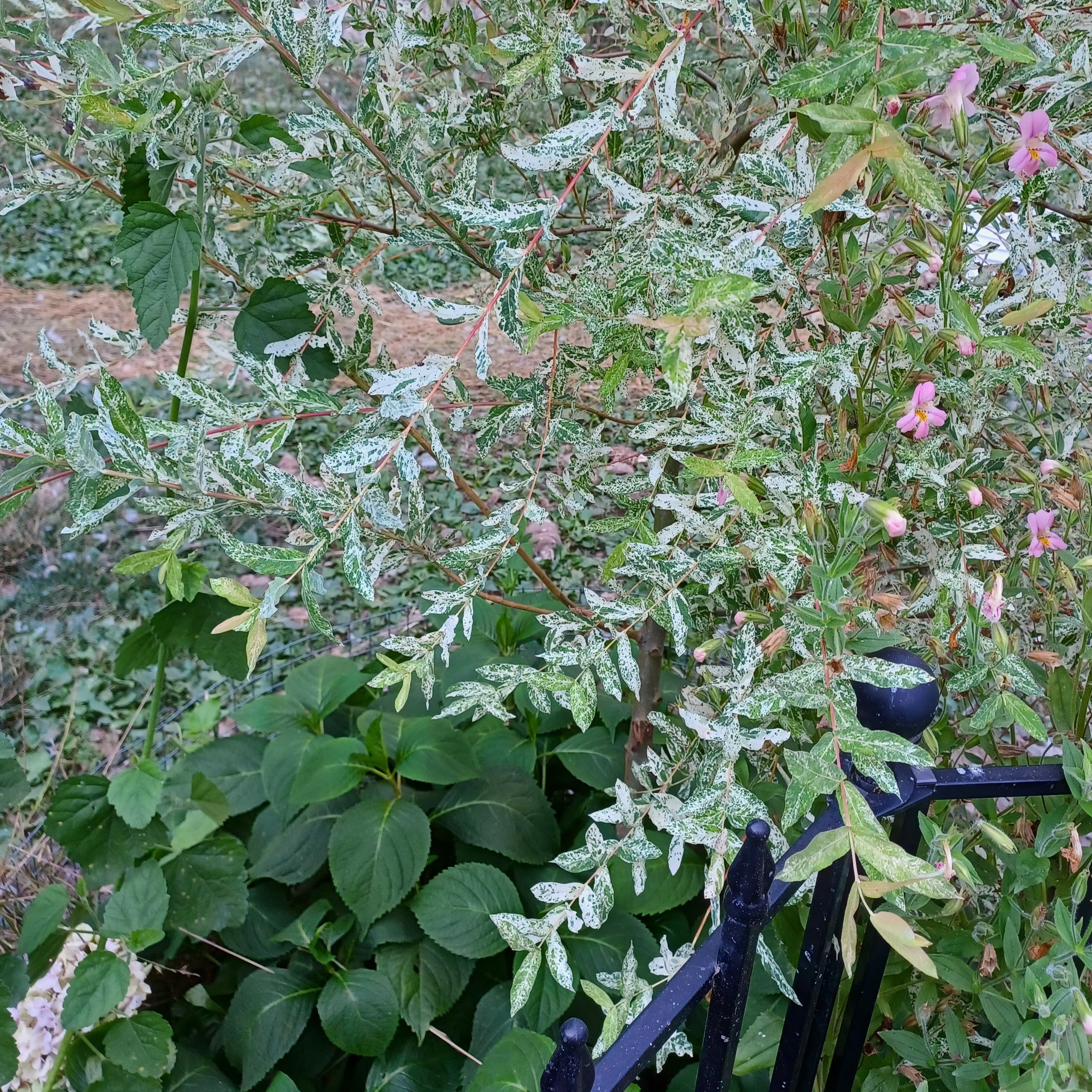 Salix integra 'Hakuro Nishiki' - Dappled Willow (bush form), 花叶杞柳 ...