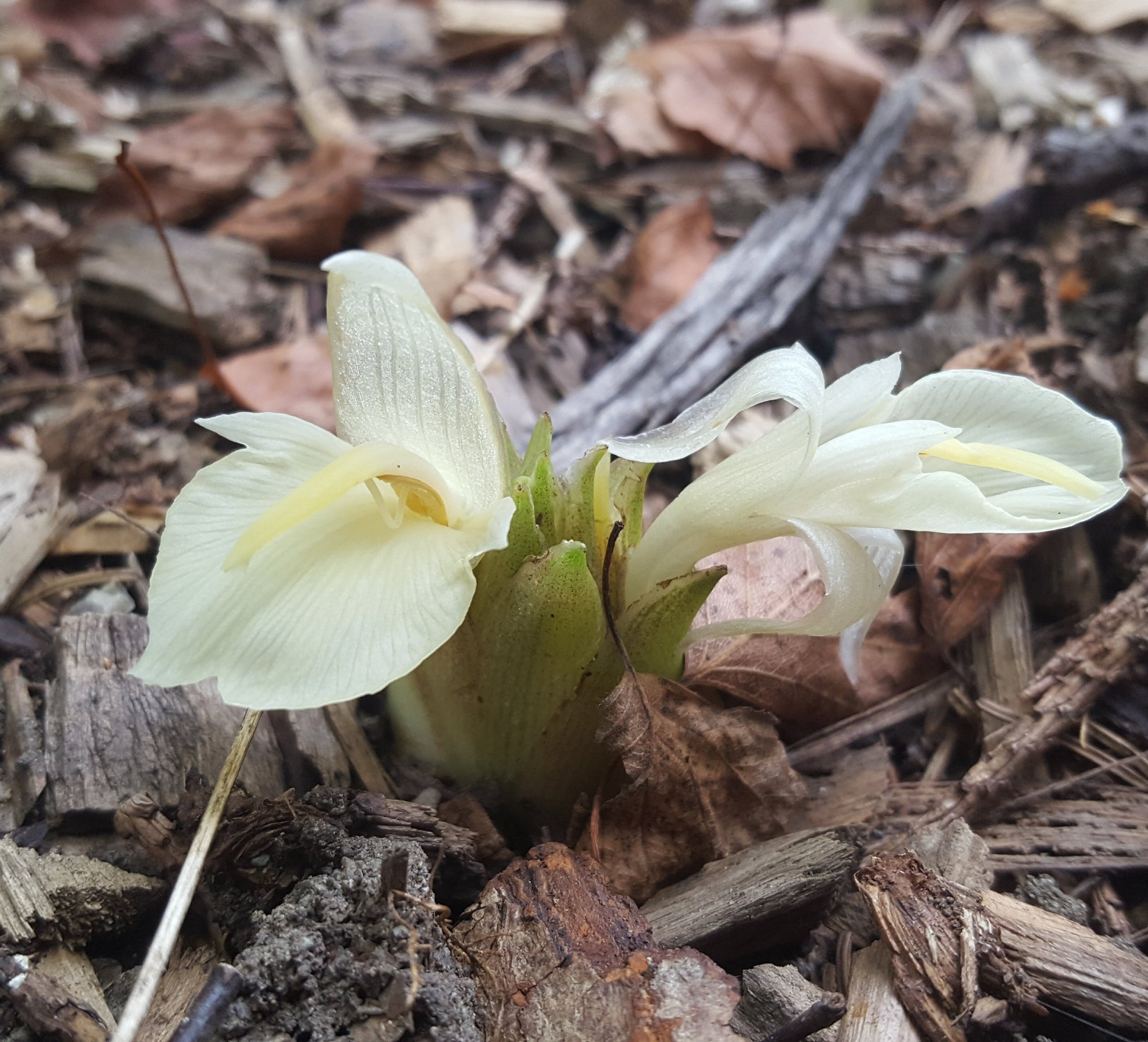 Zingiber mioga 'Japanese Cream' - Myoga Ginger, 茗荷, ミョウガ, 양하 | Johann's ...