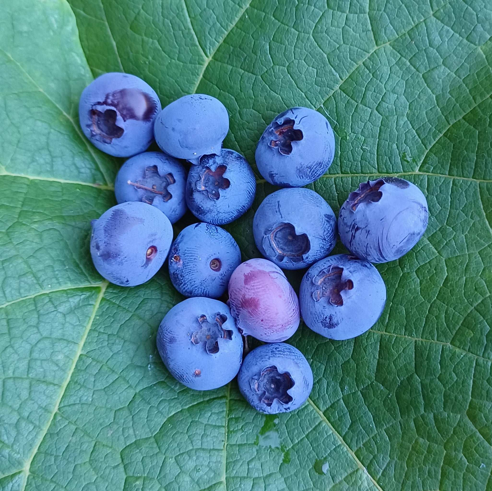 Vaccinium corymbosum 'Reka' - Northern Highbush Blueberry | Johann's ...