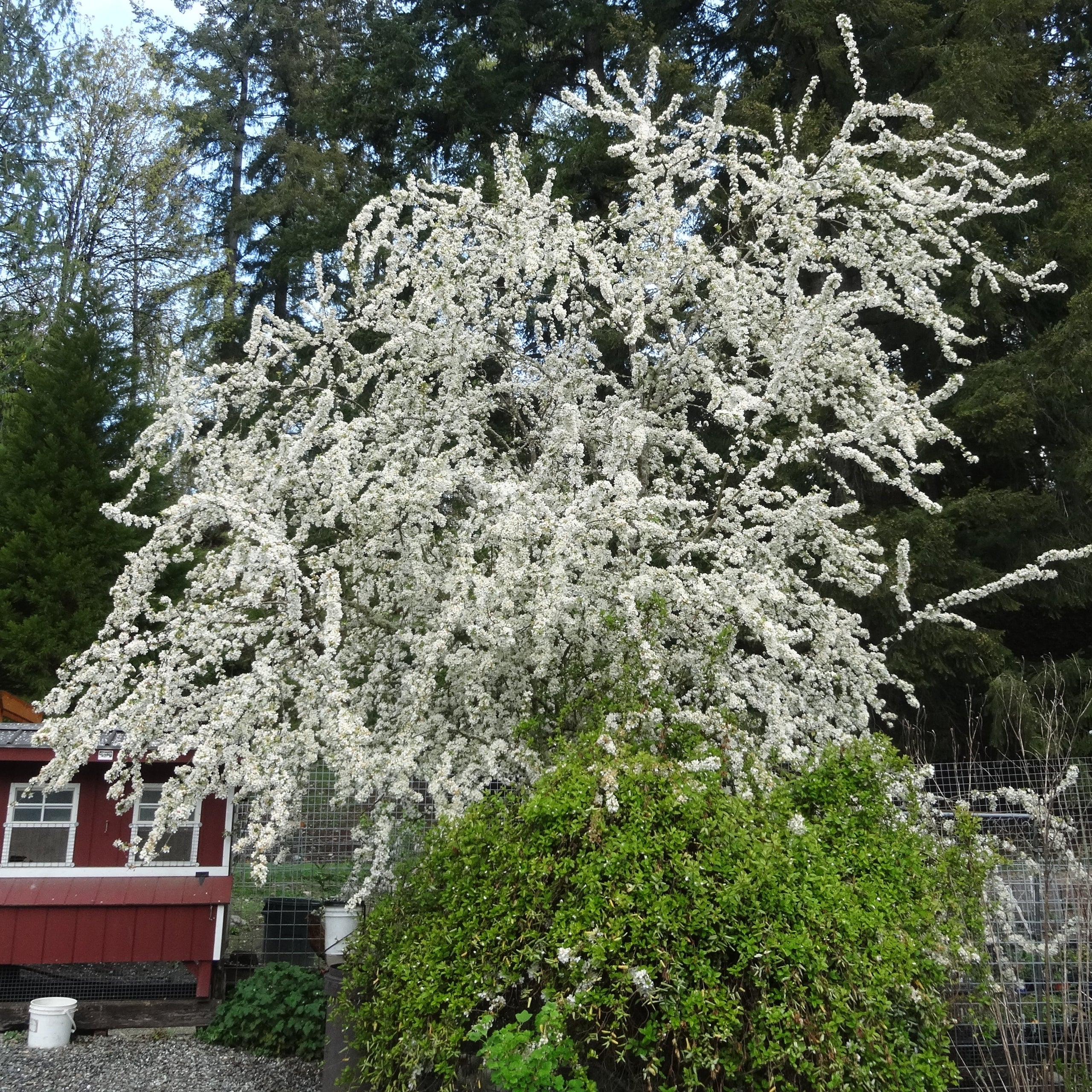 Malus × 'Snowdrift' - Flowering Crabapple | Johann's Garden - A ...