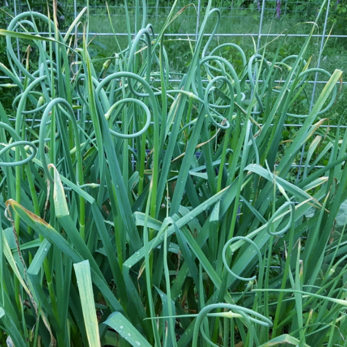 Allium sativum 'Susan Delafield' - Garlic (Hardneck Porcelain Type ...