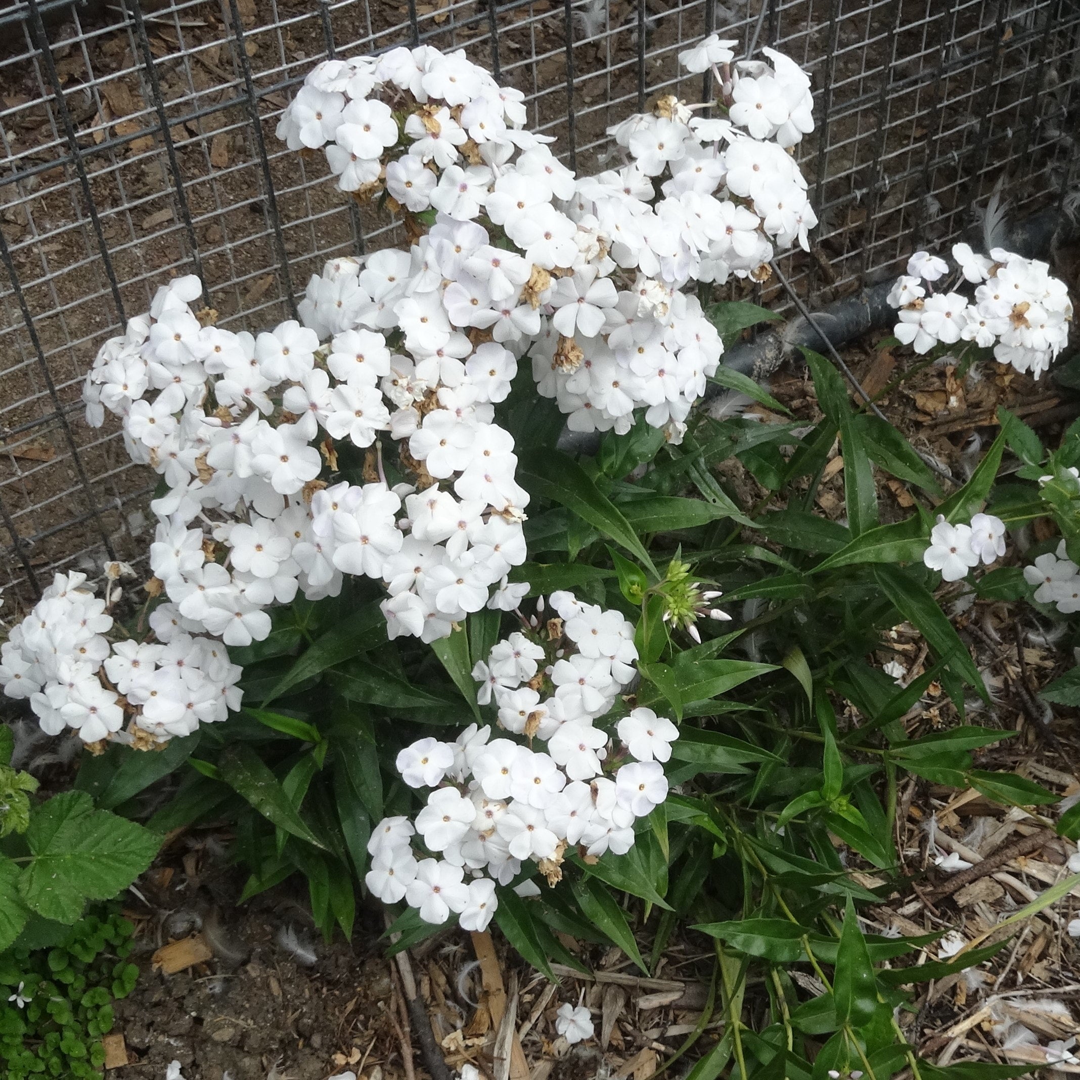Phlox carolina 'Minnie Pearl' - Thickleaf Phlox | Johann's Garden - A ...
