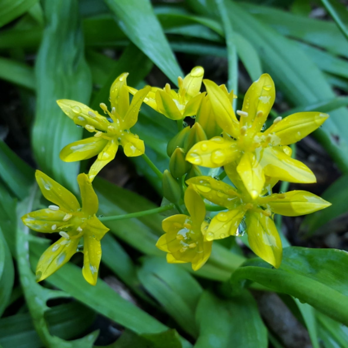 Allium moly 'Jeannine' - Lily Leeks | Johann's Garden - A Specialty ...