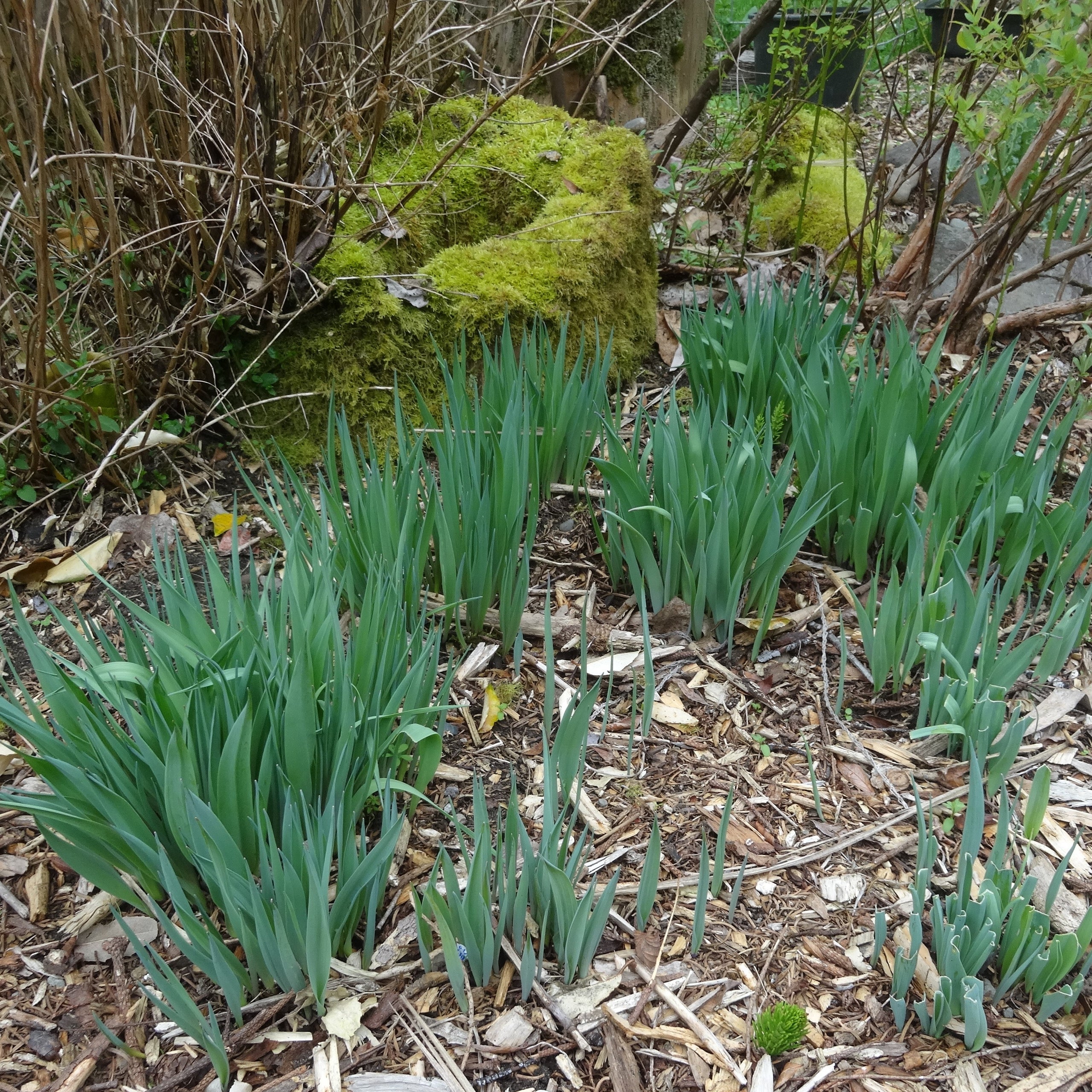 Allium moly 'Jeannine' - Lily Leeks | Johann's Garden - A Specialty ...