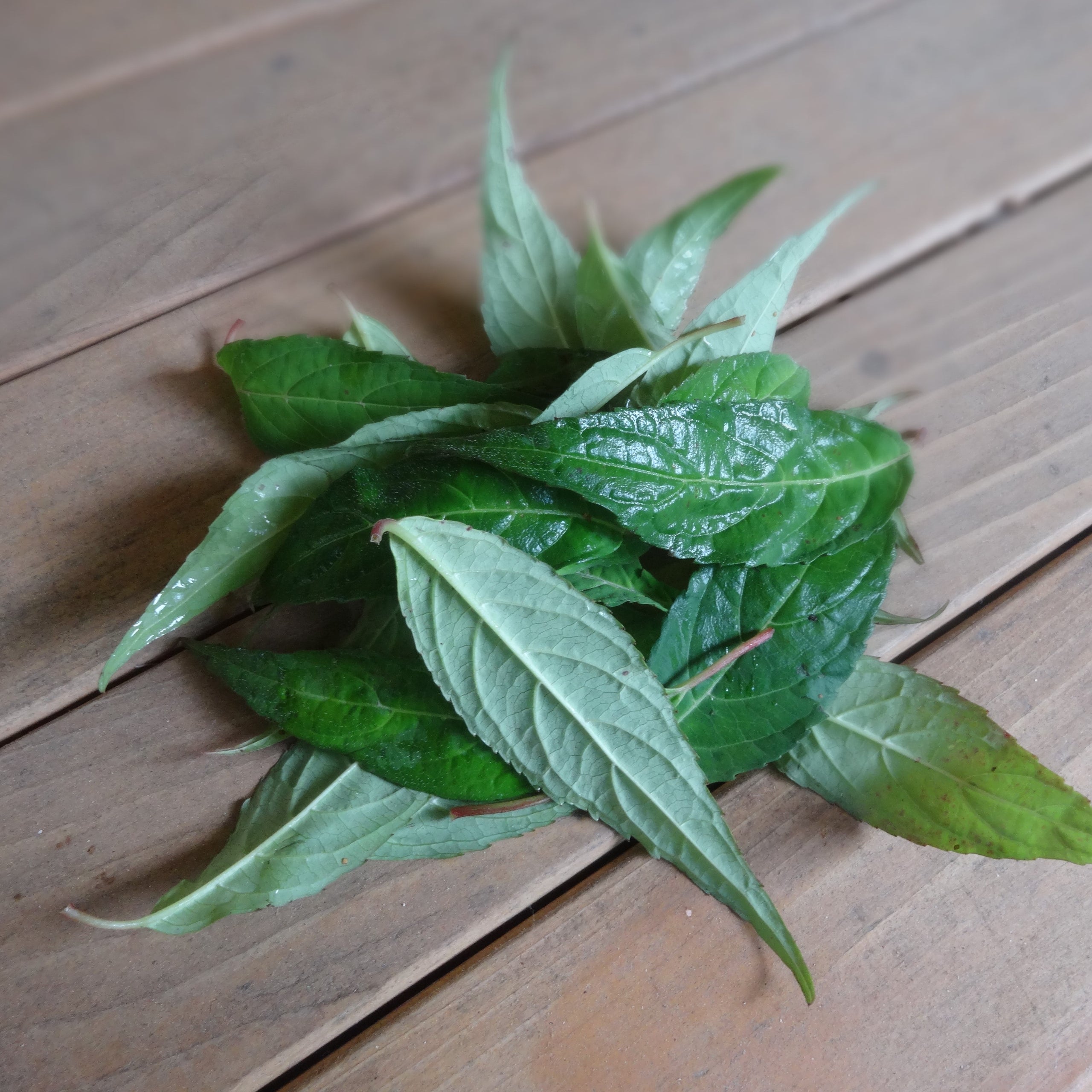 Hydrangea serrata var. angustata 'Amagi Amacha' - Mountain Hydrangea ...