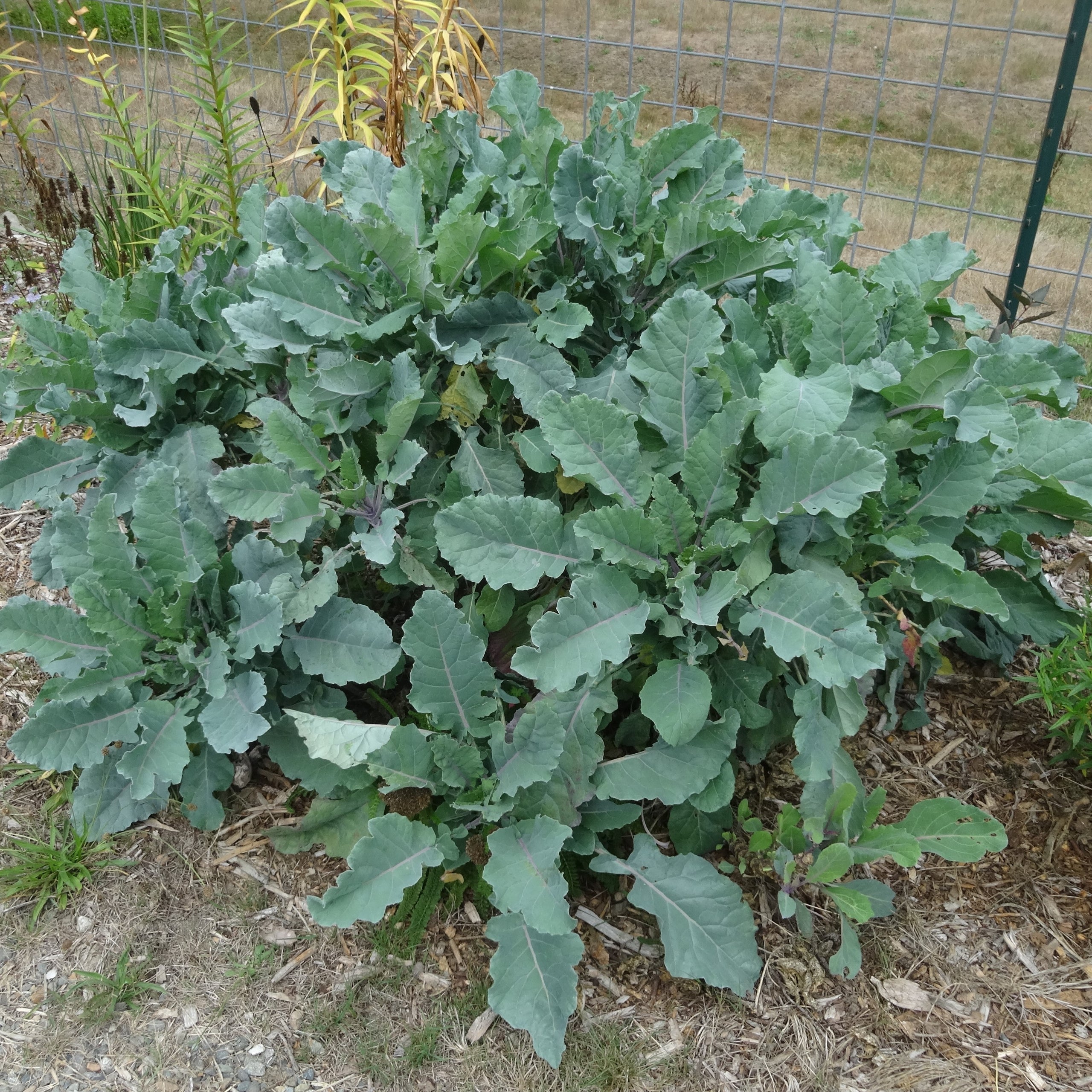 Brassica oleracea 'Blue Hydra' - Perennial Bush Kale | Johann's Garden ...