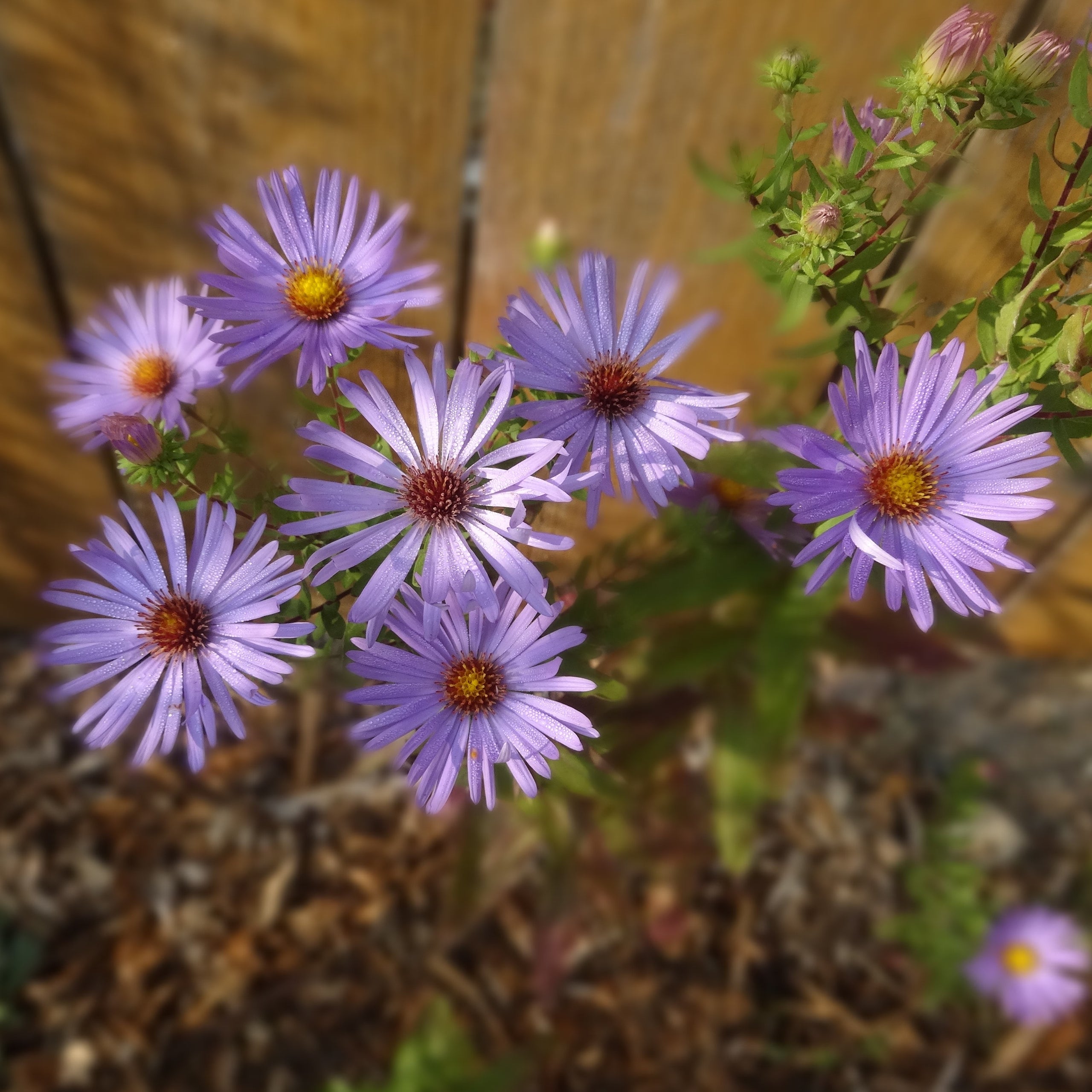 Symphyotrichum oblongifolium 'Raydon's Favorite' - Aromatic Aster ...