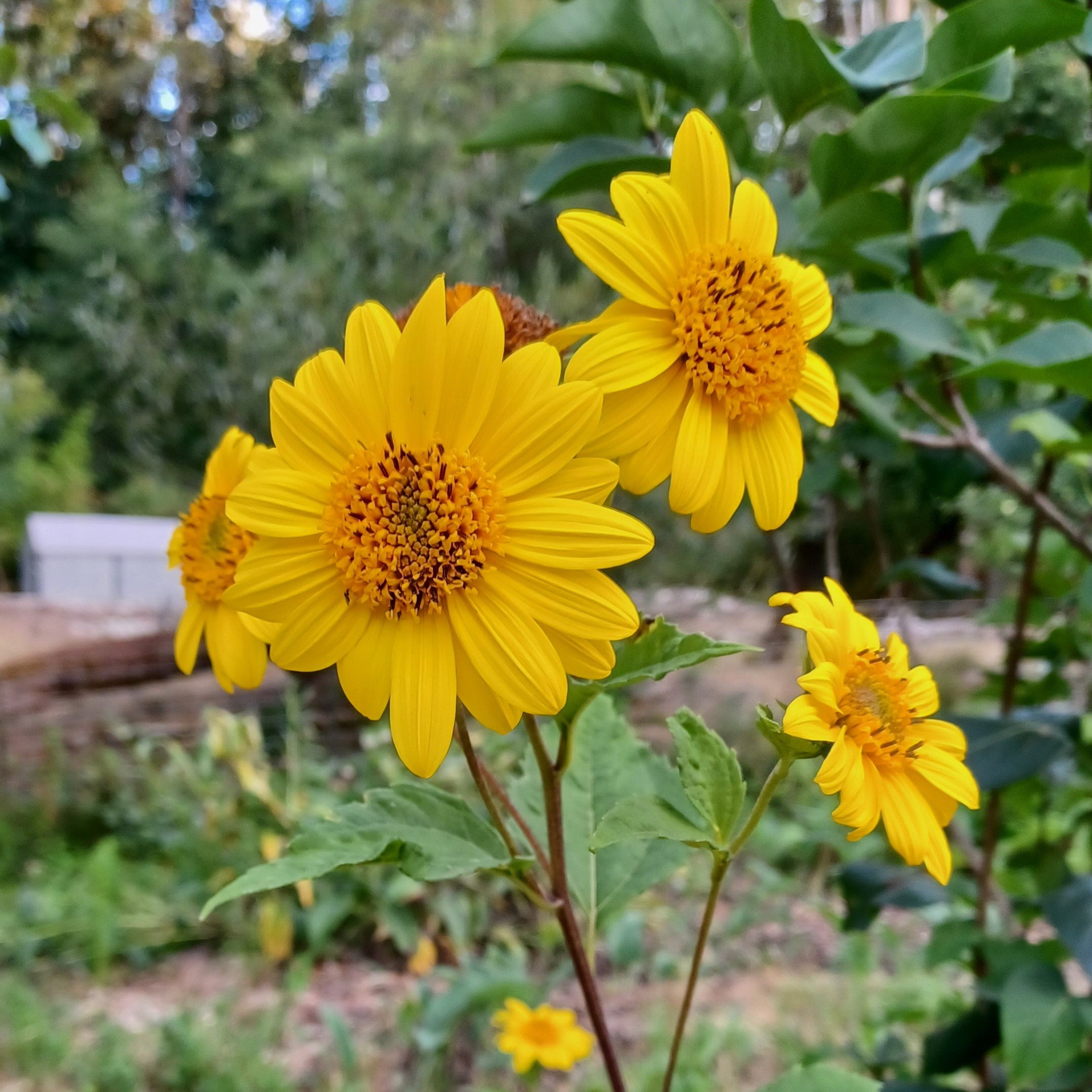 Helianthus ×multiflorus 'Capenoch Star' - Perennial Sunflower | Johann ...