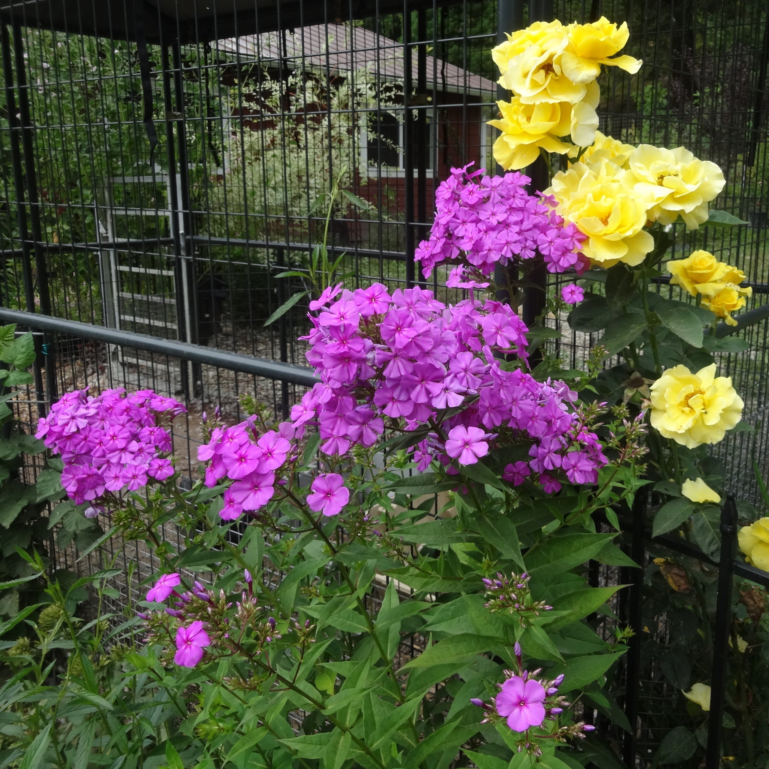 Phlox paniculata 'Robert Poore' - Garden Phlox | Johann's Garden - A ...