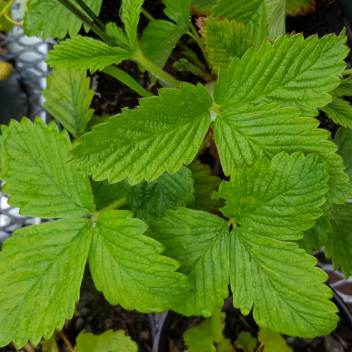 Fragaria moschata - Musk Strawberry (pollinator male) | Johann's Garden ...