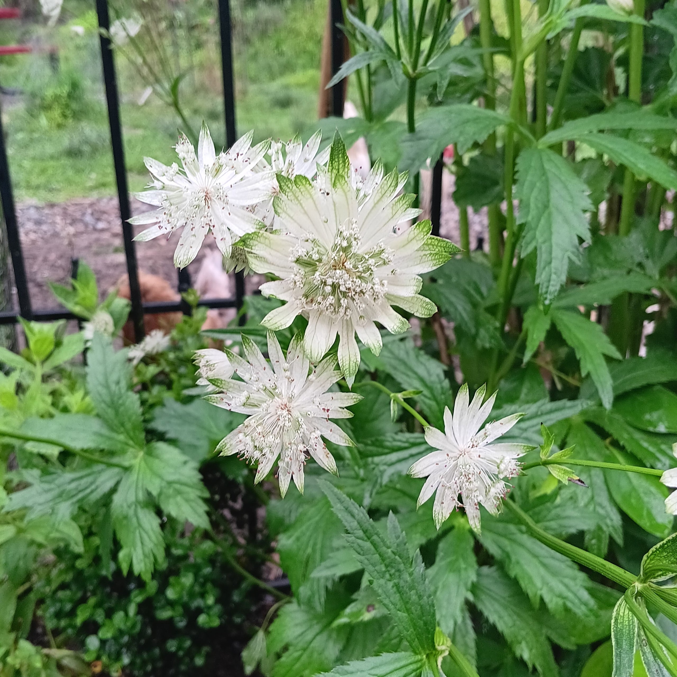 Astrantia major 'White Giant' - Masterwort | Johann's Garden - A ...