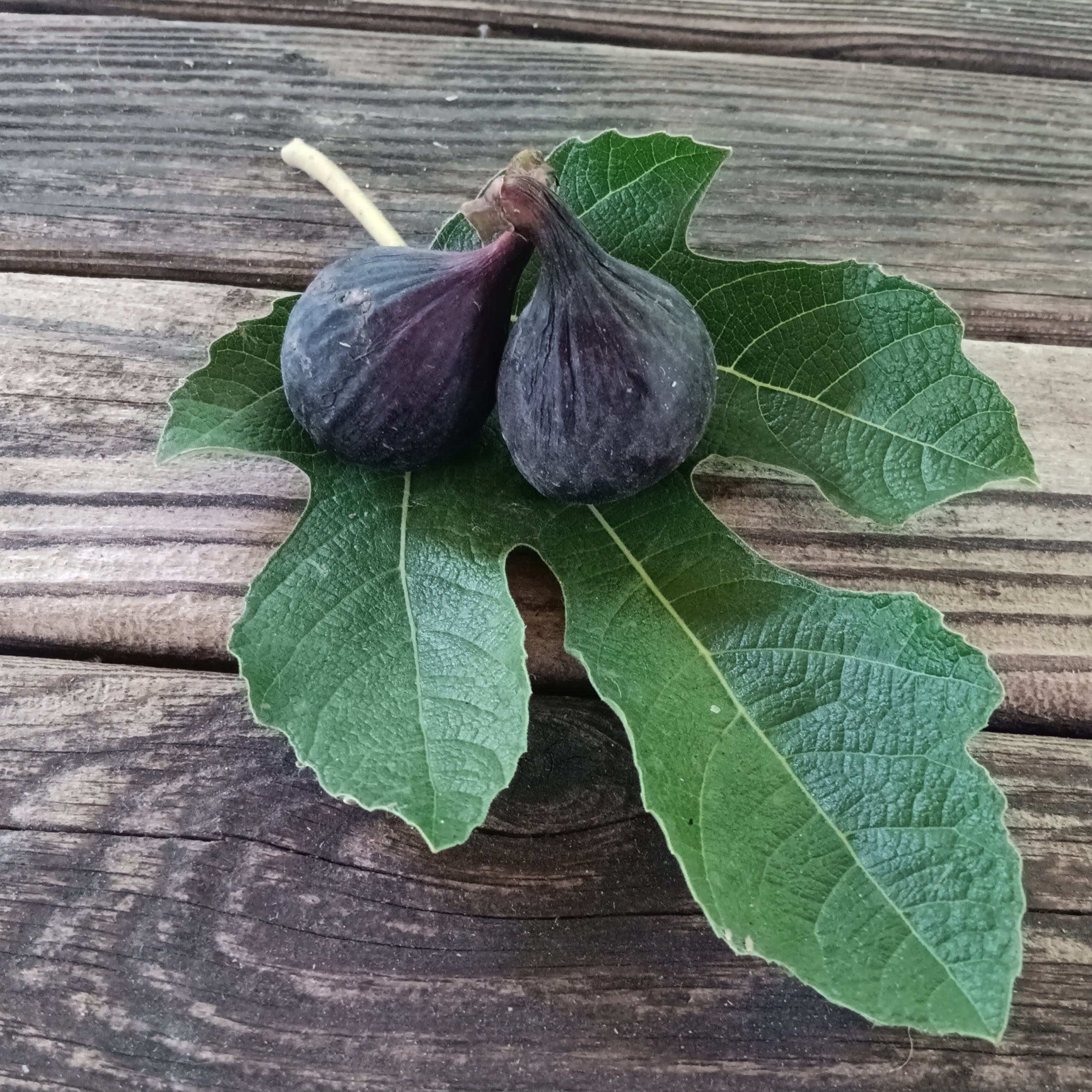 Ficus carica 'Valle Negra' - Fig Tree | Johann's Garden - A Specialty Plant Nursery
