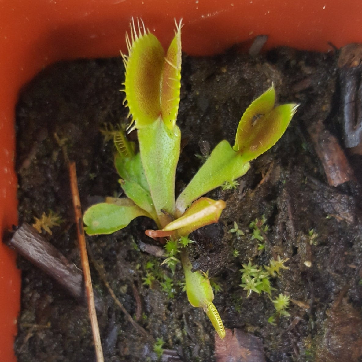 Dionaea muscipula 'Pinnacle Giant' - Venus Flytrap | Johann's Garden - A Specialty Plant Nursery