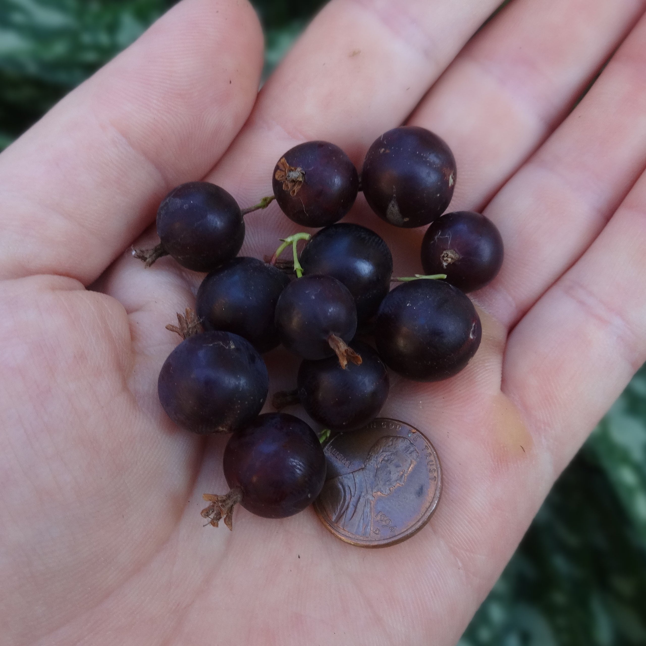 Ribes uva-crispa × divaricatum 'Black Velvet' - Gooseberry | Johann's ...